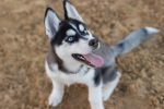 How Fast Can a Husky Run? (5 Reasons Why Huskies Run Fast?) - ThepawVine