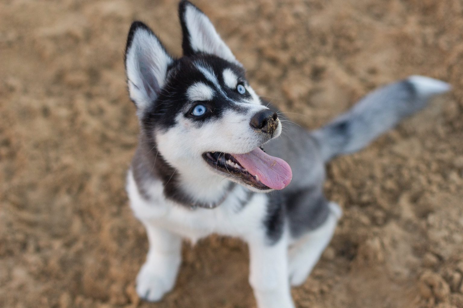 How Fast Can a Husky Run? (5 Reasons Why Huskies Run Fast?) - ThepawVine