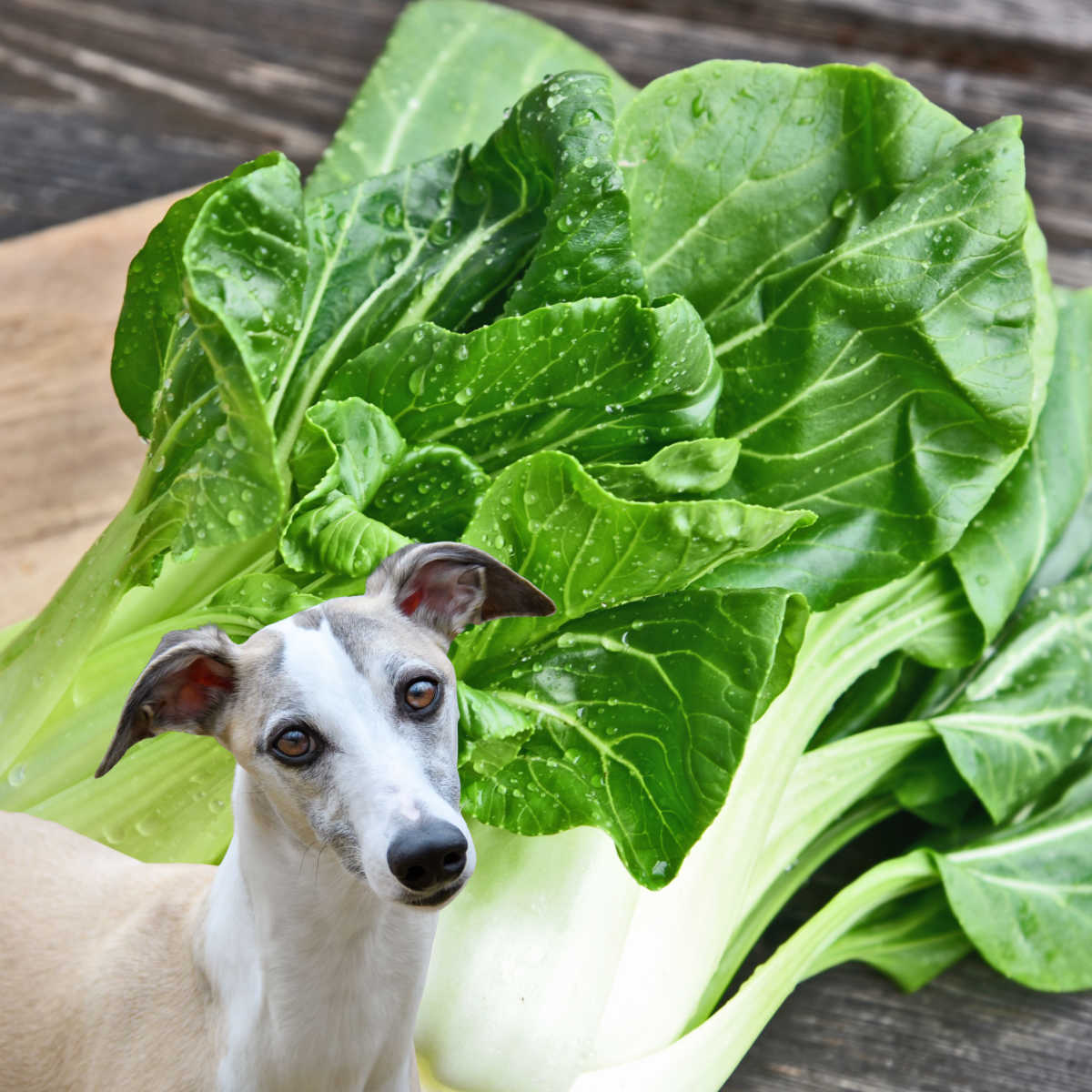 Can Dogs Eat Bok Choy - ThepawVine