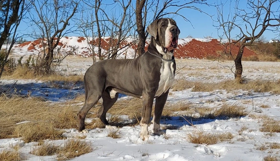 European vs. American Great Danes - ThepawVine