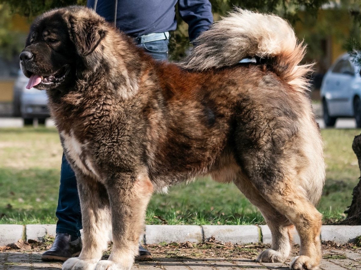 Important Dog Commands in Russian - ThepawVine