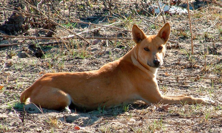 Popular Dog Breeds in South Africa - ThepawVine