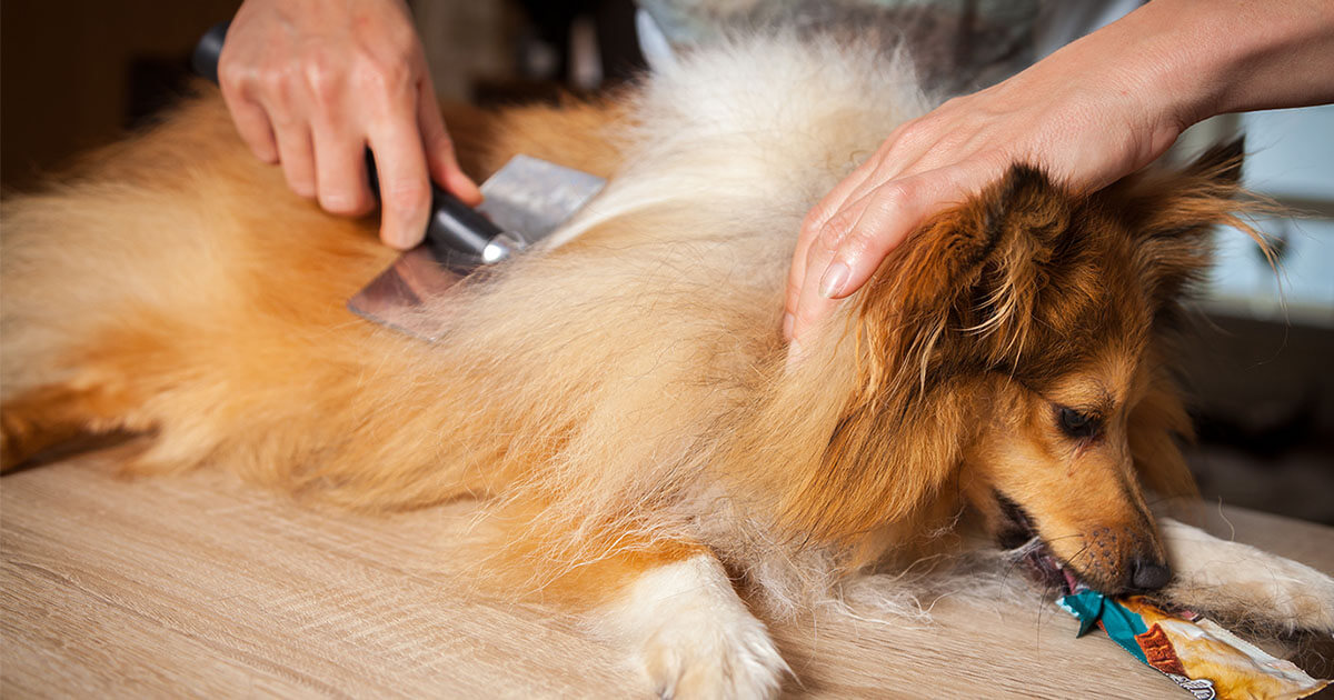 How Do You Deshed a Dog? - ThepawVine