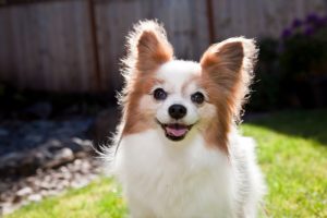 100+ One-Syllable Female Dog Names - ThepawVine