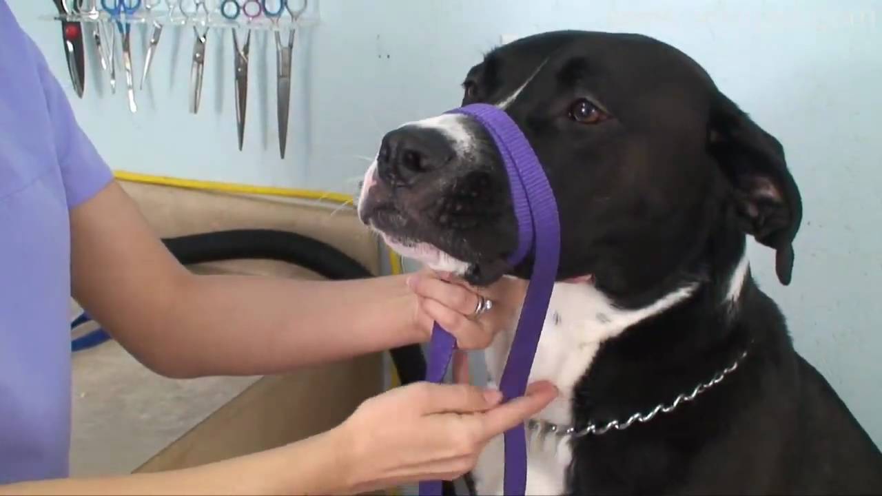 DIY Muzzle For Dogs - How It's Done - ThepawVine