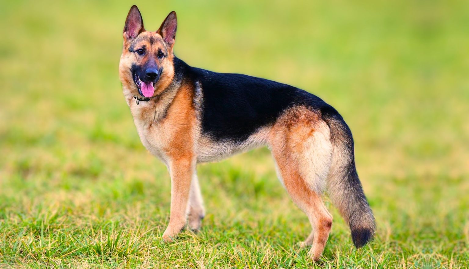Popular Dog Breeds in South Africa - ThepawVine