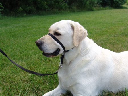 How To Put A Gentle Leader On A Dog - ThepawVine