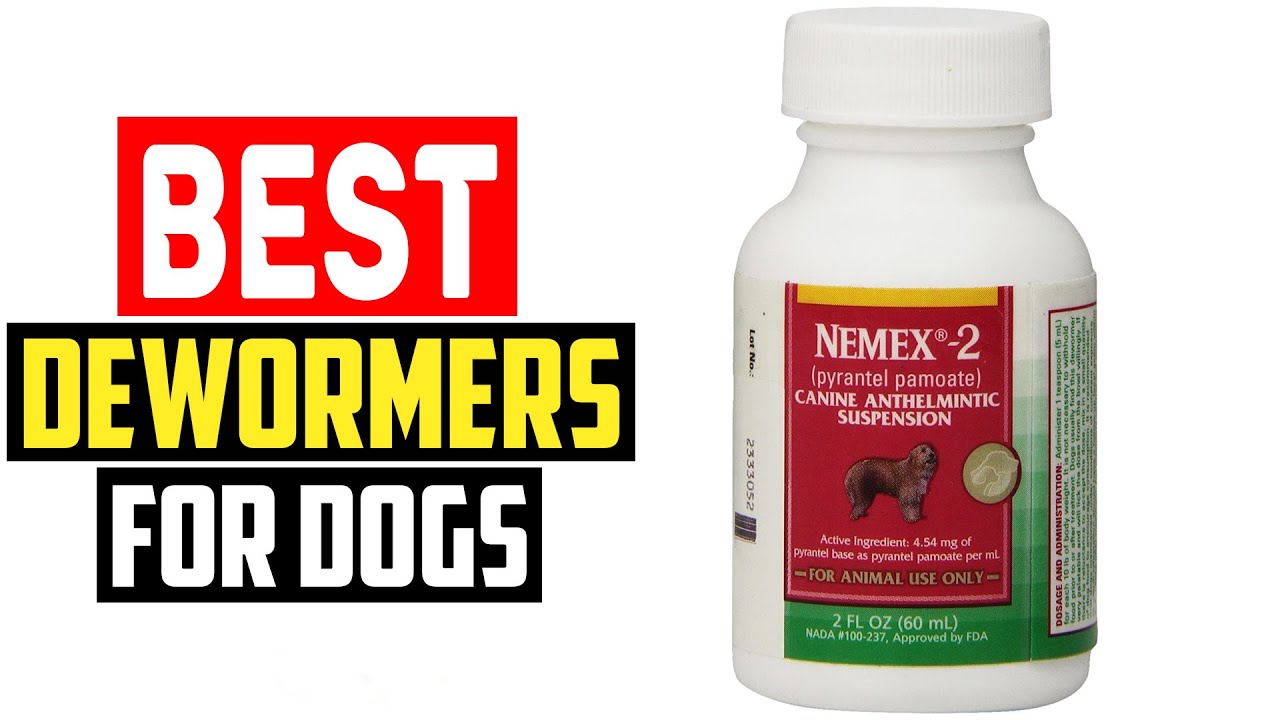 Best Liquid Dewormer For Dogs - ThepawVine