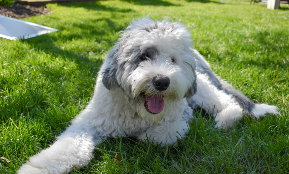 100+ Dog Names Beginning With B - ThepawVine