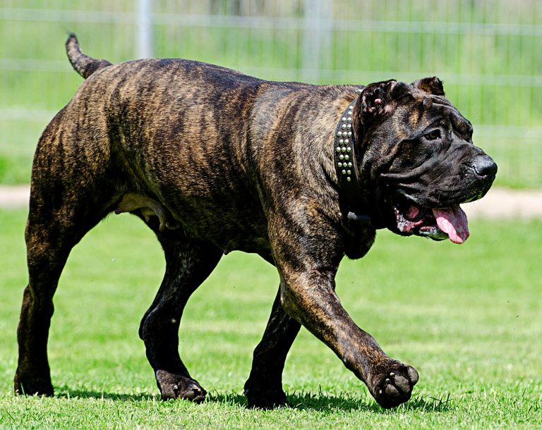 100+ Names For Big Dogs - ThepawVine