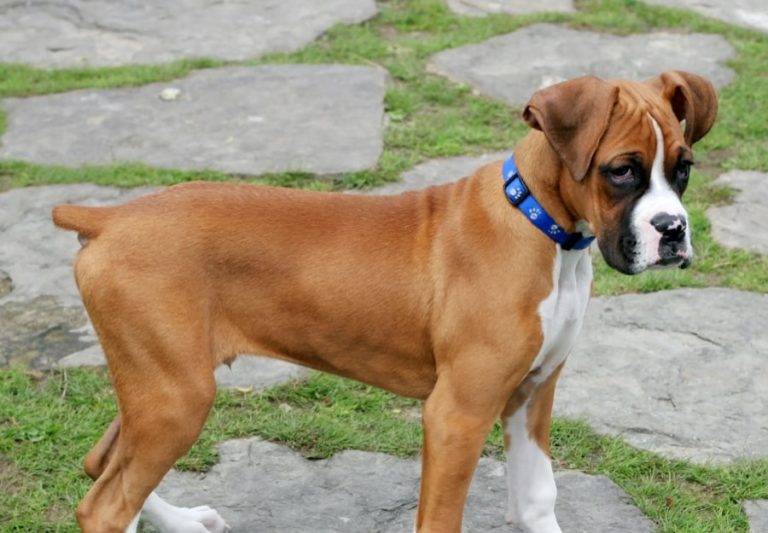 How To Dock Puppy Tails - ThepawVine